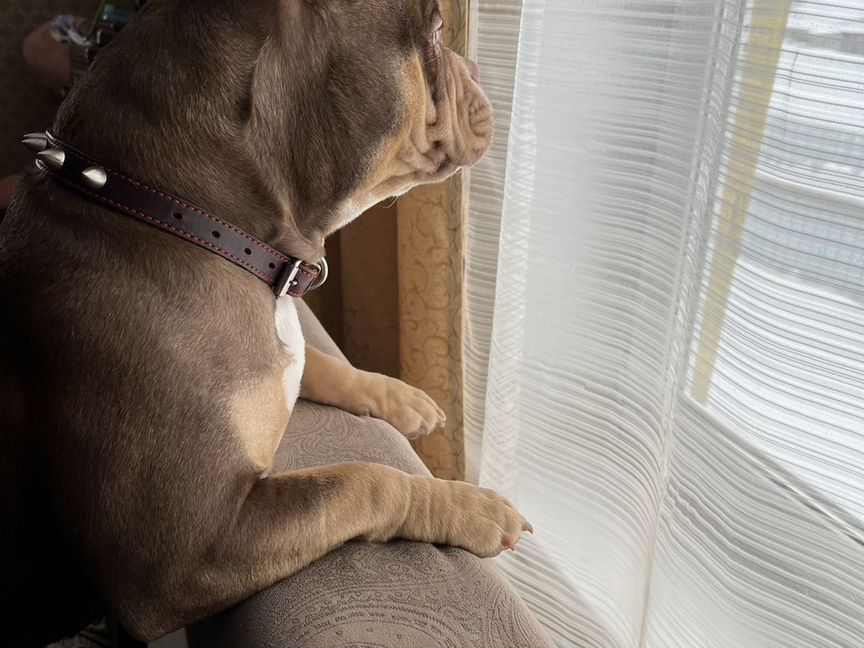 Американский булли вязка