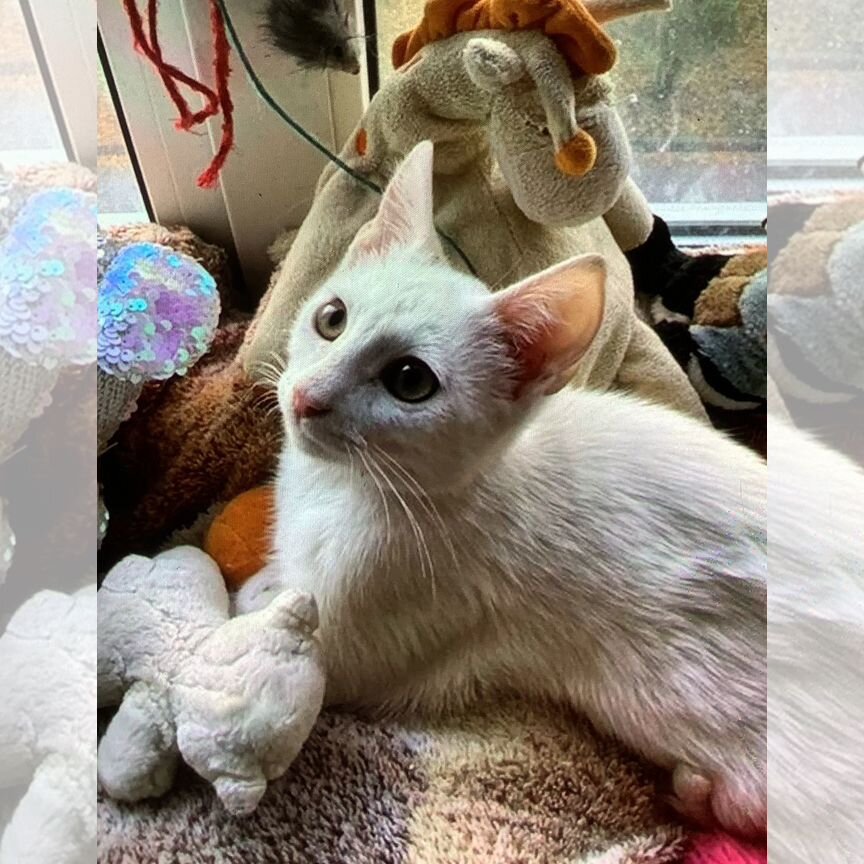 Белоснежный найденыш мальчик