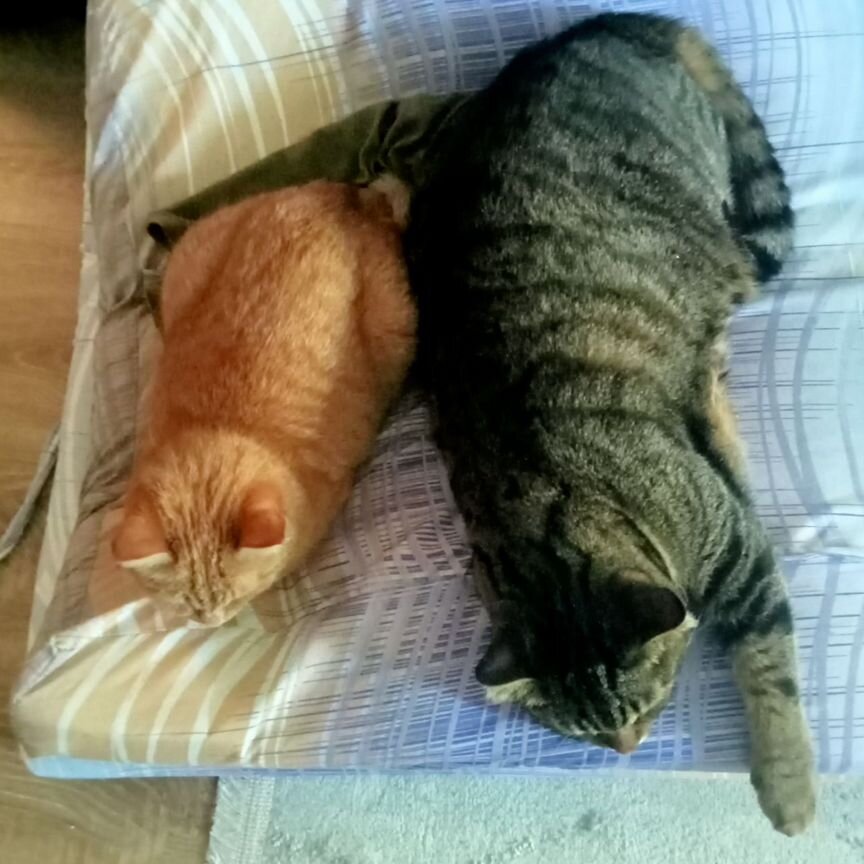 Отдам в добрые руки, кот и кошка
