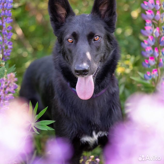 Лиза в поисках семьи В дар, бесплатно