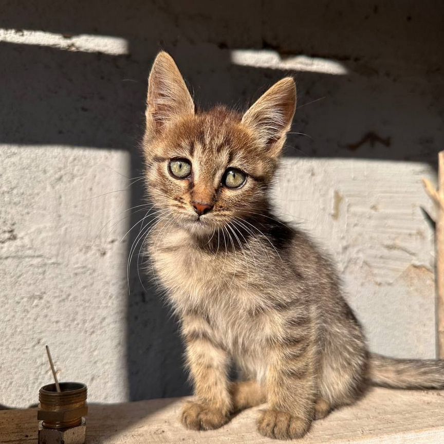 Отдам в добрые руки