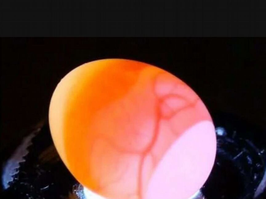 Инкубационное яйцо кур