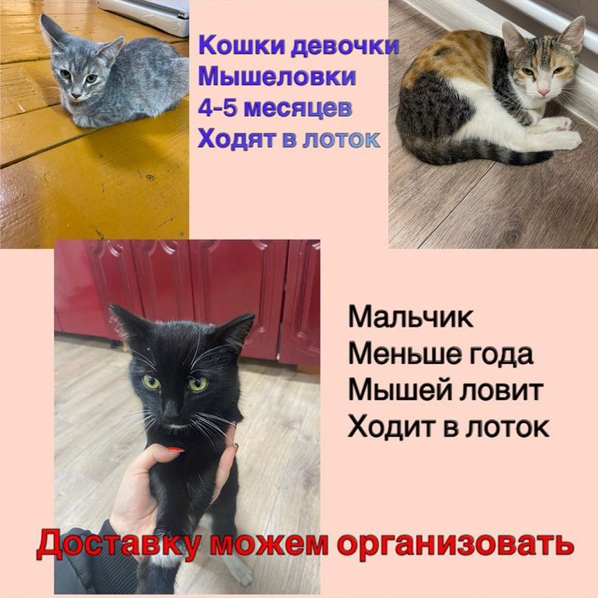 Кот и две кошки