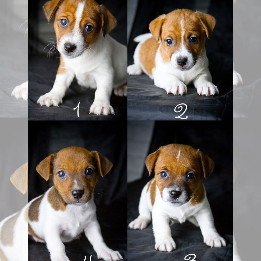 Мальчики Джек рассел терьер