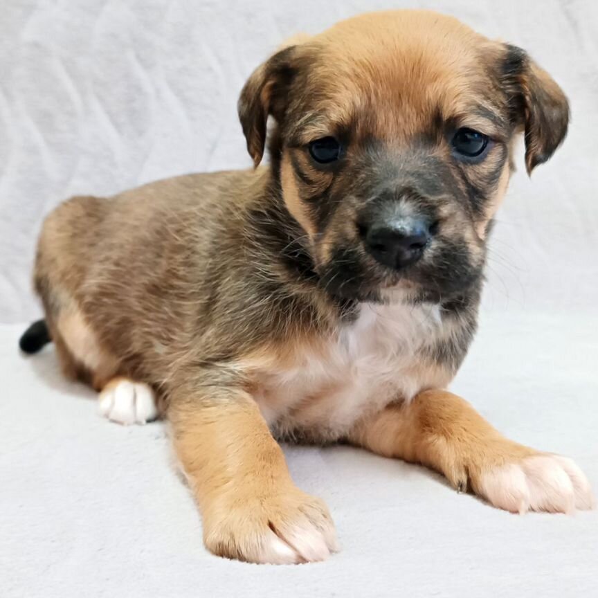 Щенки в дар