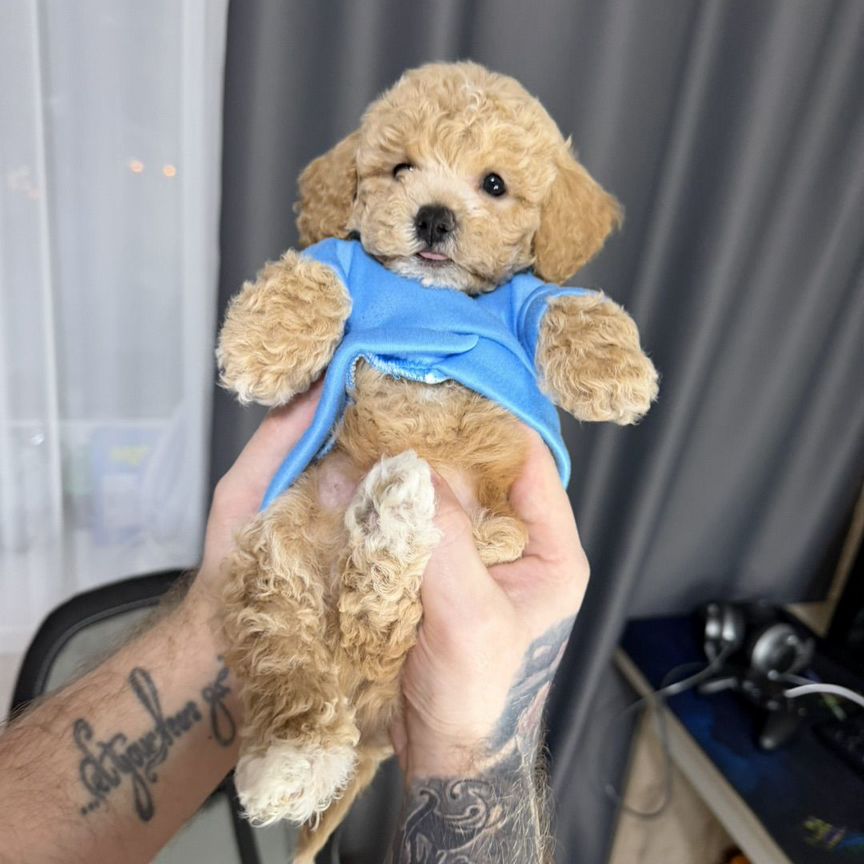 Мальтипу, щенок