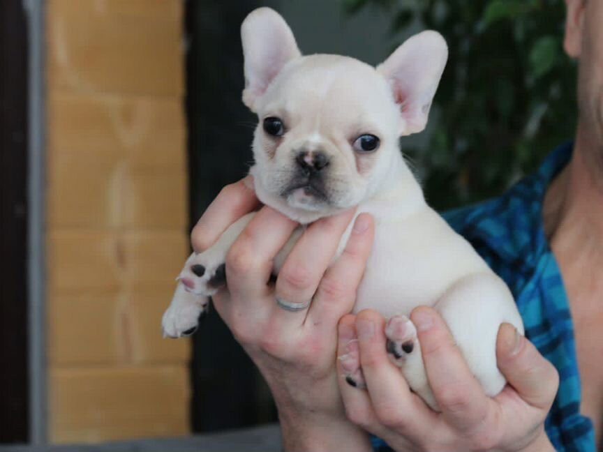 Французский бульдог щенки