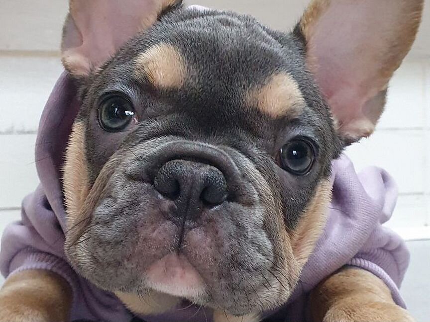 Голубое чудо