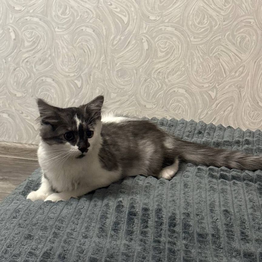 Хан ищет дом