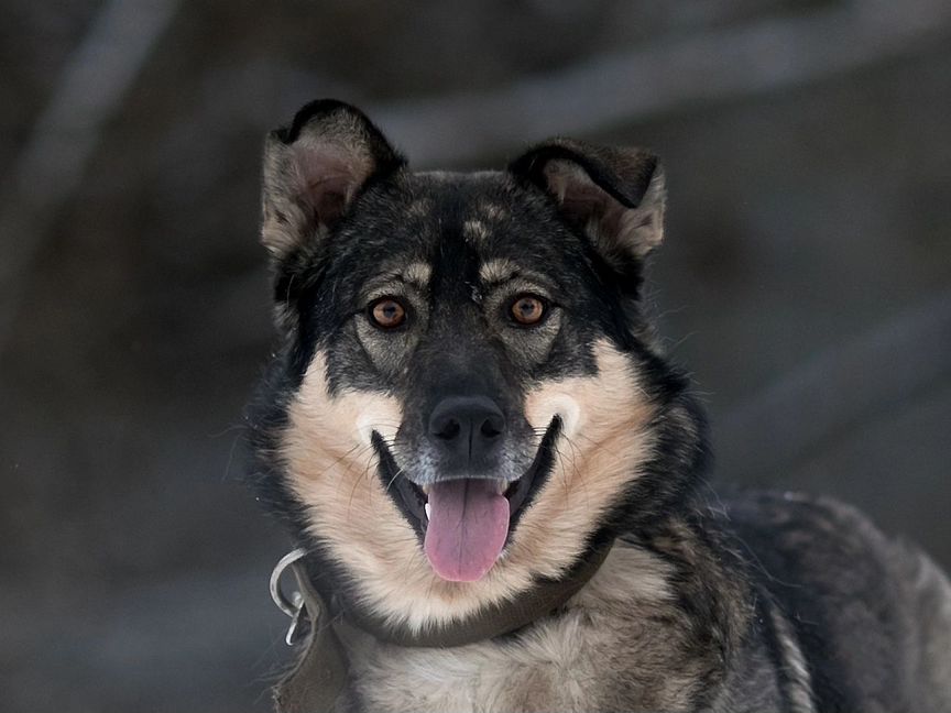 Собака Кукуся в дар