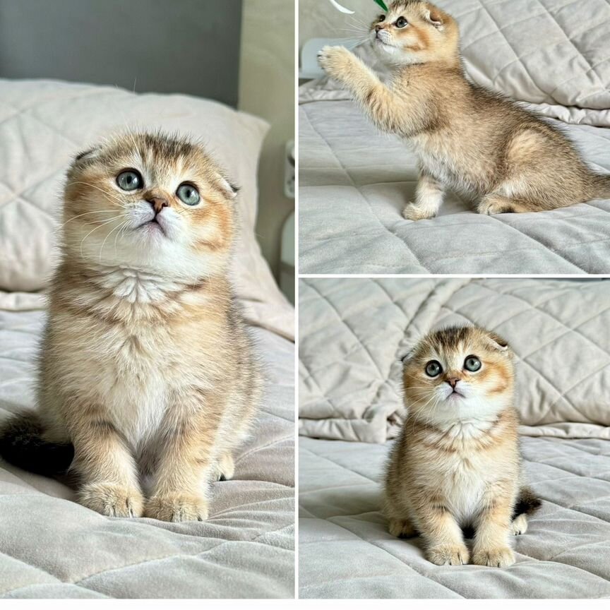 Шотландский вислоухий короткошёрстный котёнок