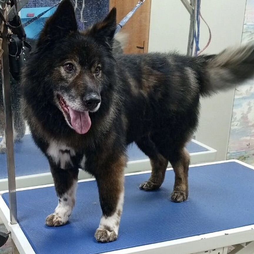 Собака бездомная