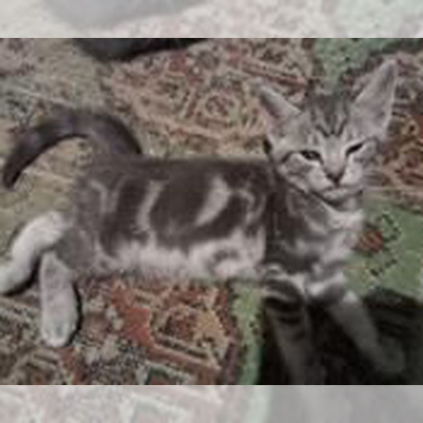 Шотландские мраморные котята