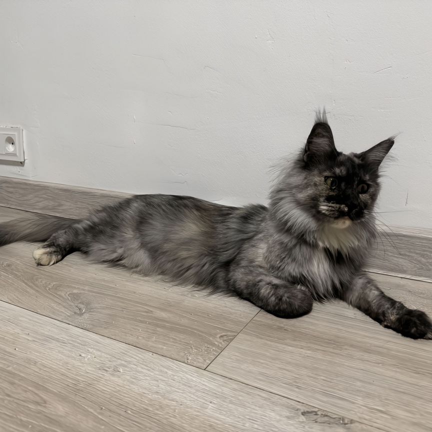 Мейн-кун, взрослая кошка