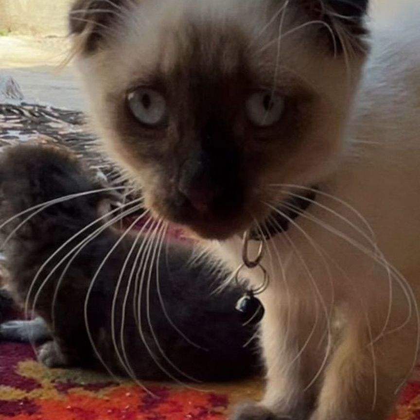 Кошки и котята