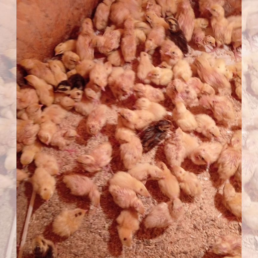 Перепелята суточные