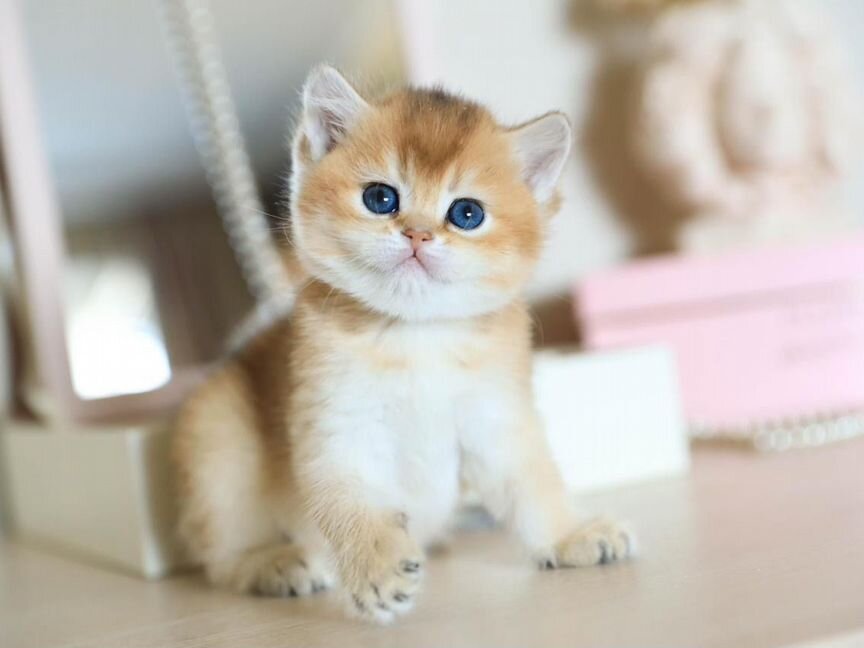 Породистые котята