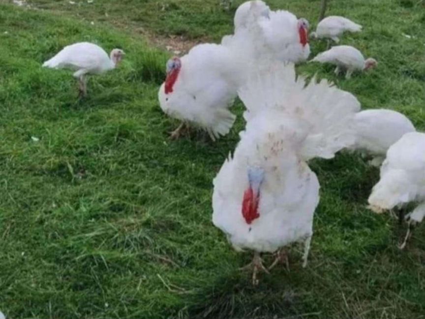 Диетическое мясо индейки