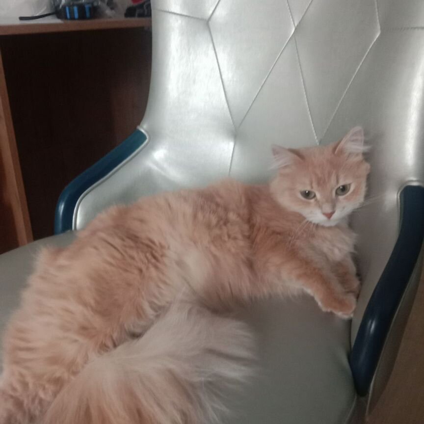 Вязка кошки