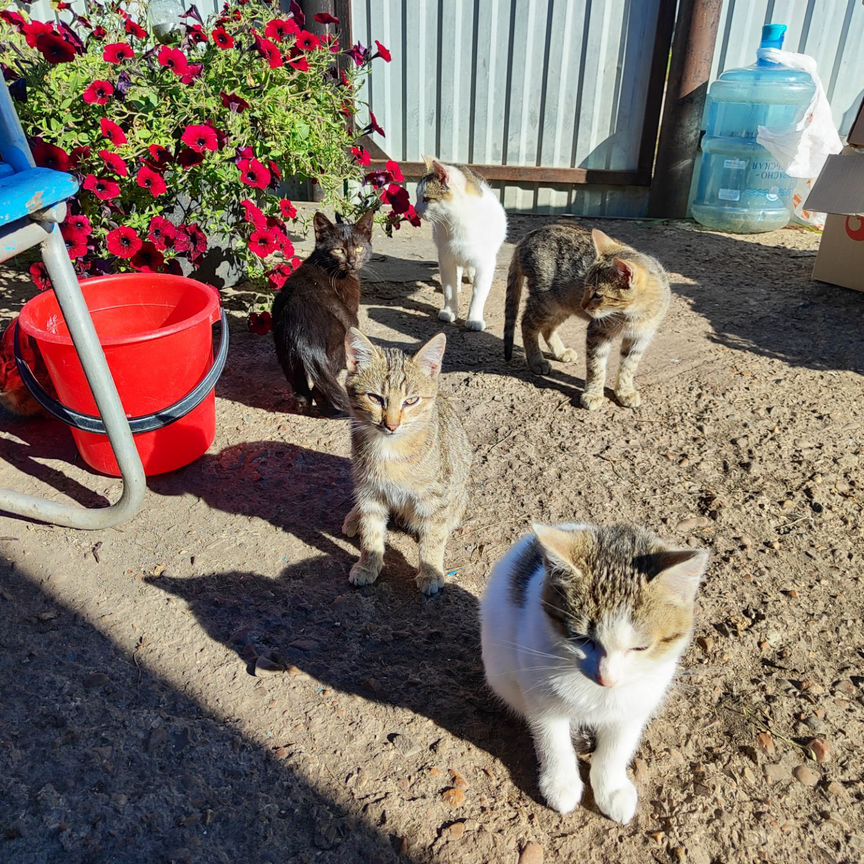 Котята в добрые руки бесплатно