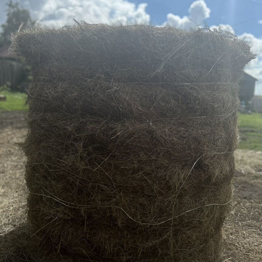 Продам сено в рулонах