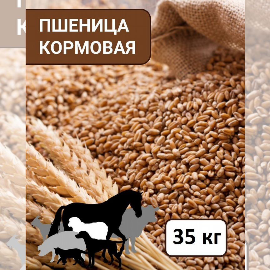 Пшеница