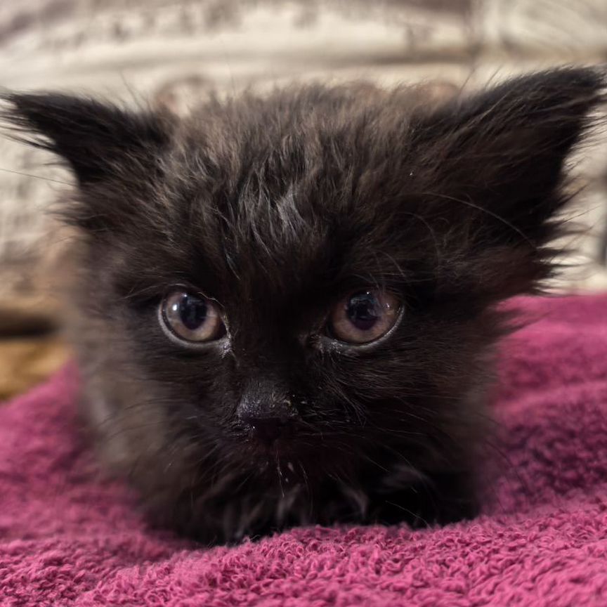 Котёнок в добрые руки