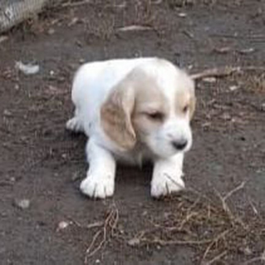 Русский охотничий спаниель щенки