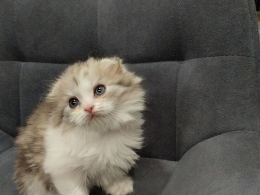 Шотландская вислоухая кошка
