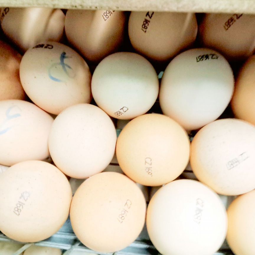 Цыплята бройлеров