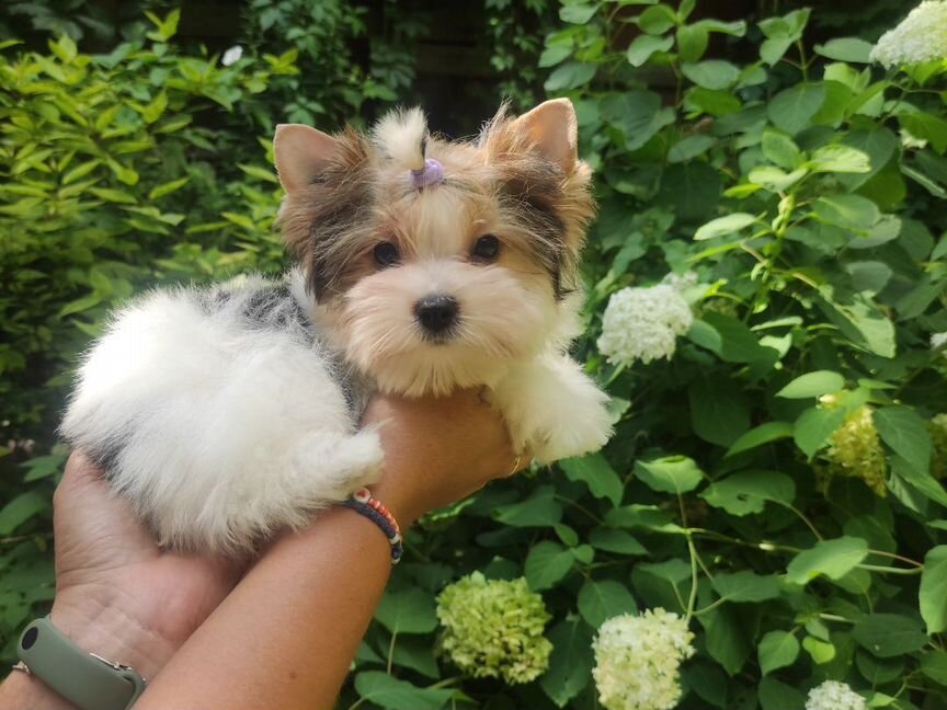 Бивер мальчик РКФ