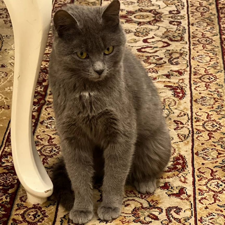 Кошечка похожа на русскую голубую