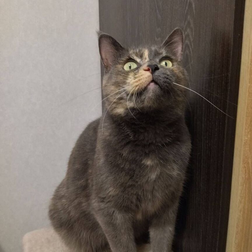 Кошка Дуся