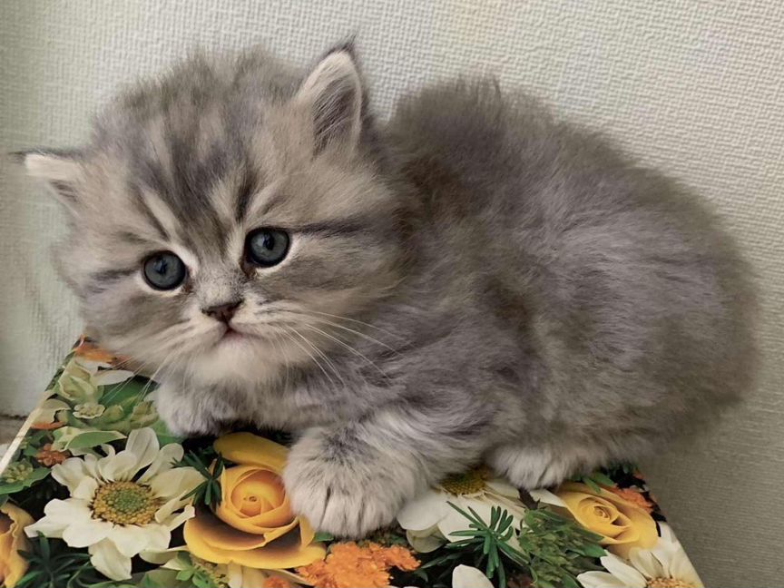 Шотландская хайленд страйт