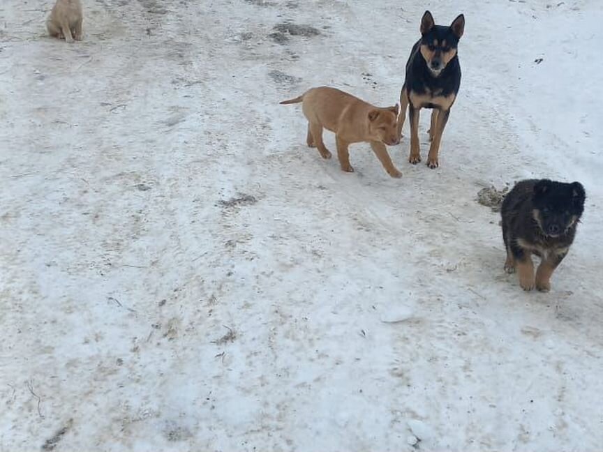 Щенявки 2 мес