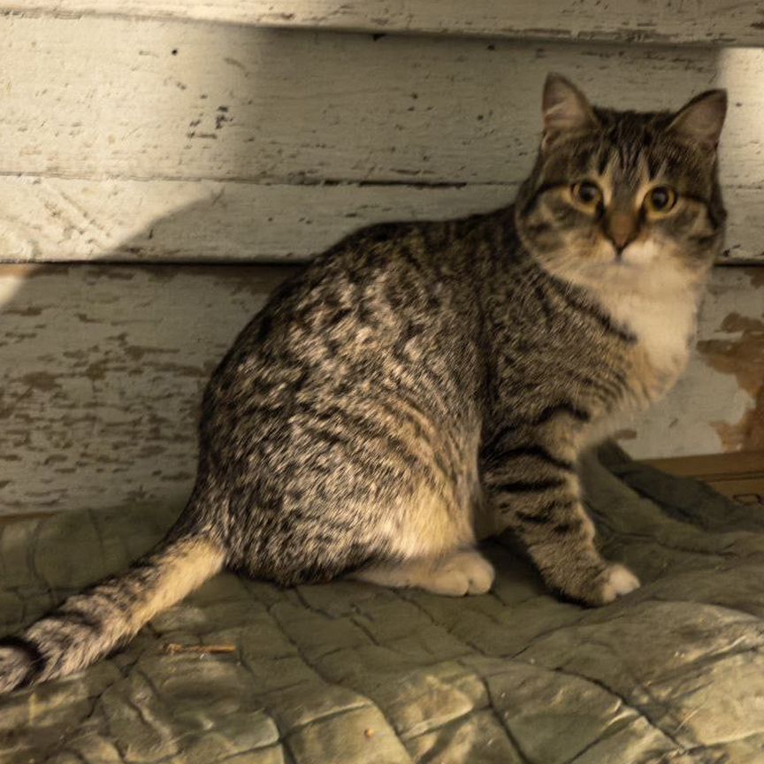 Взрослая, кошка в добрые руки