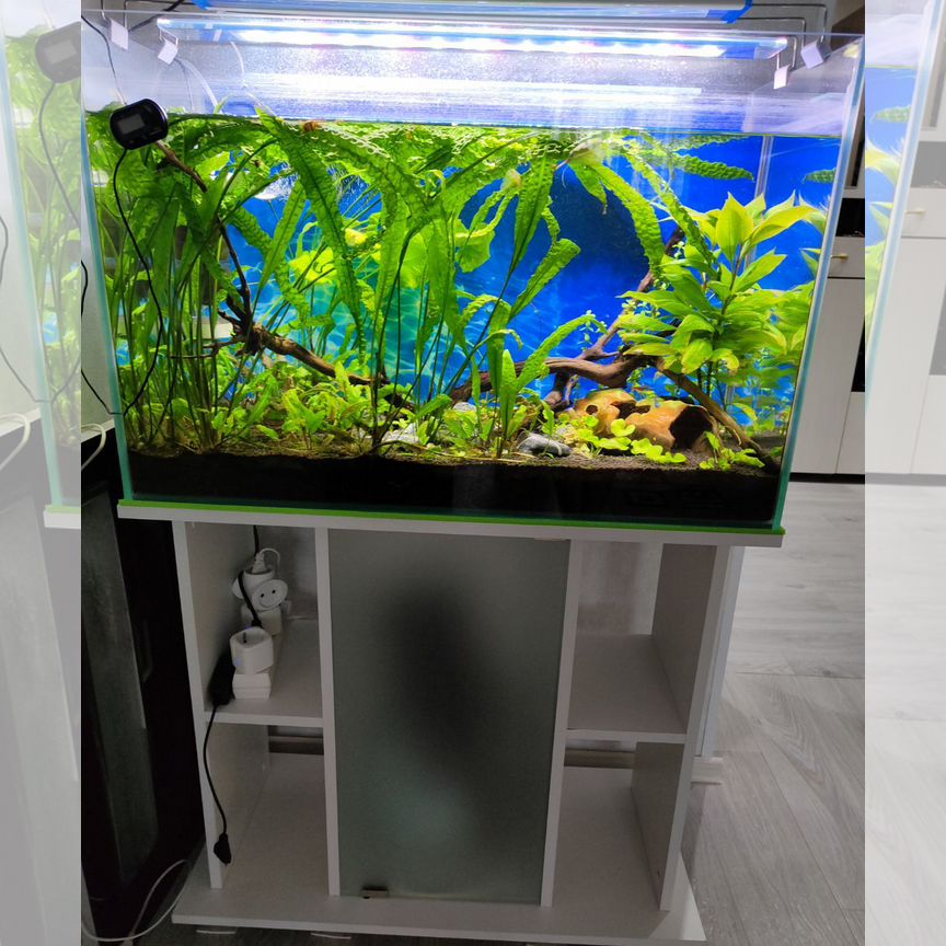 Растения для аквариума