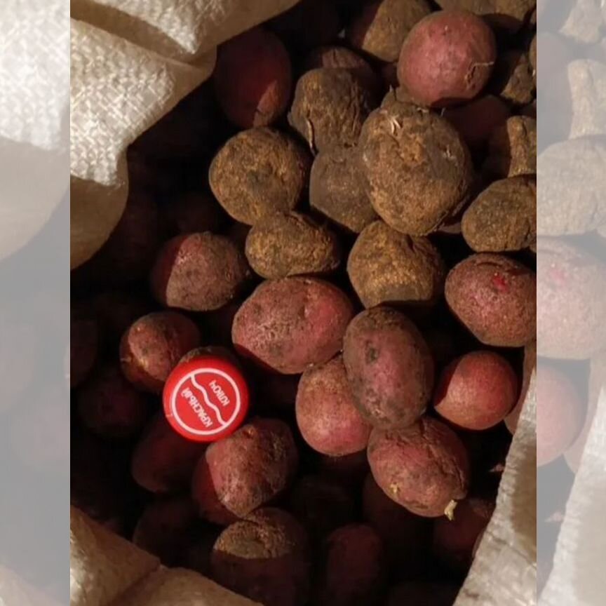 Картофель мелкий на корм скоту