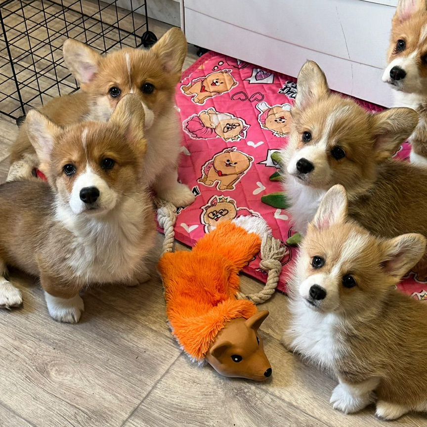 Вельш Корги Пемброк, щенок