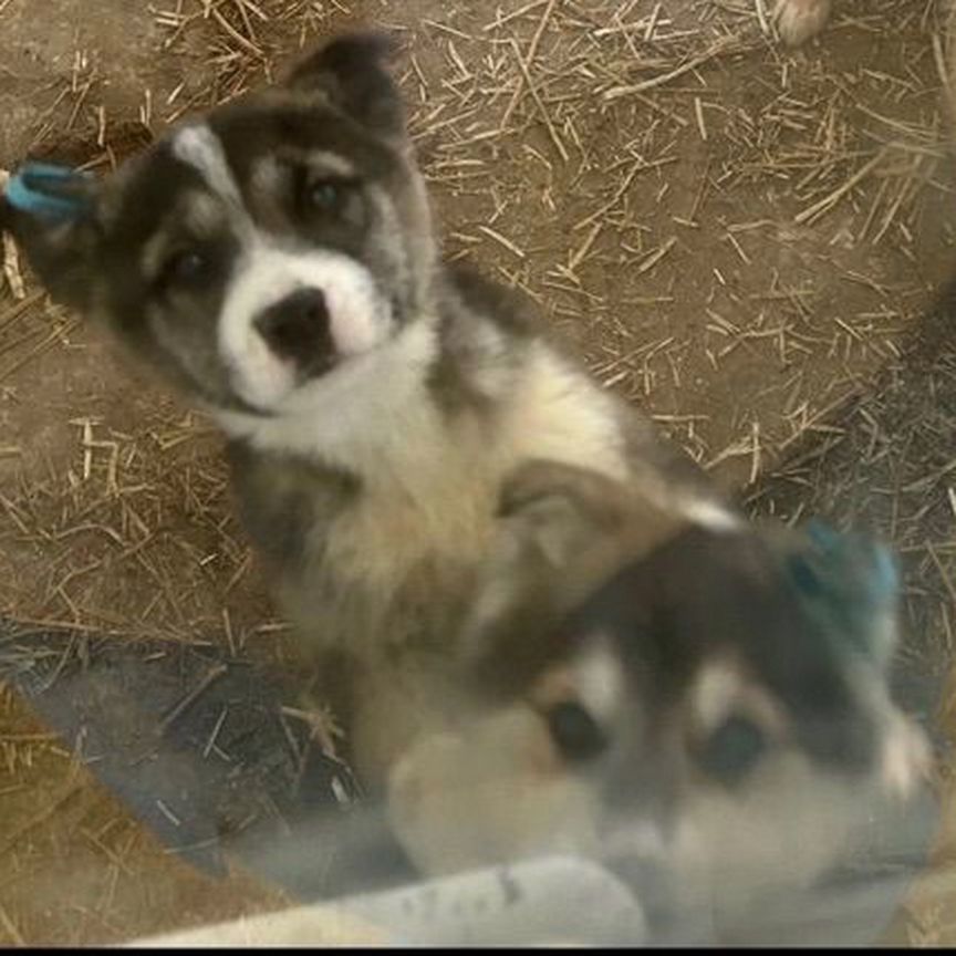 Щенок в добрые руки