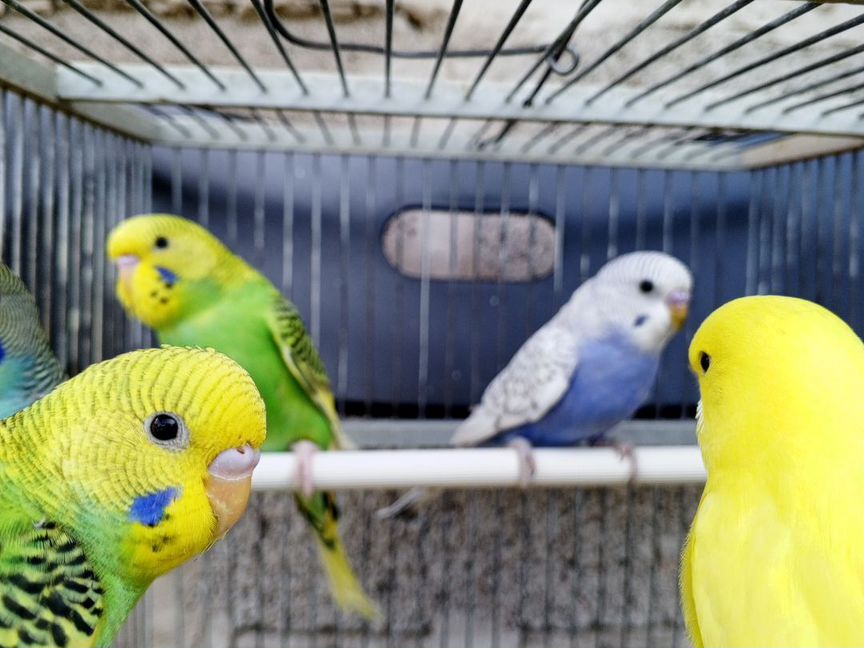 Волнистые попугаи птенцы