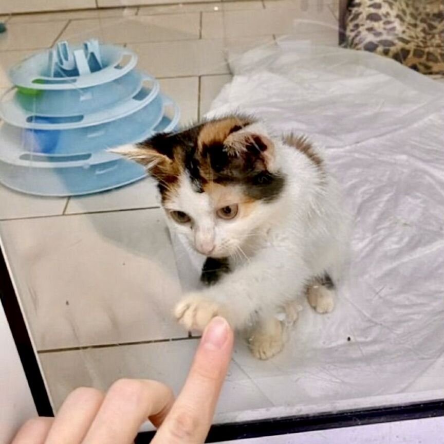 Котята в добрые руки девочка