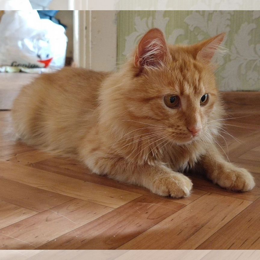 Кота в добрые руки. Кот ищет хозяина