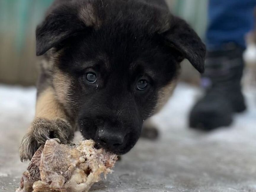 Щенок в добрые руки бесплатно