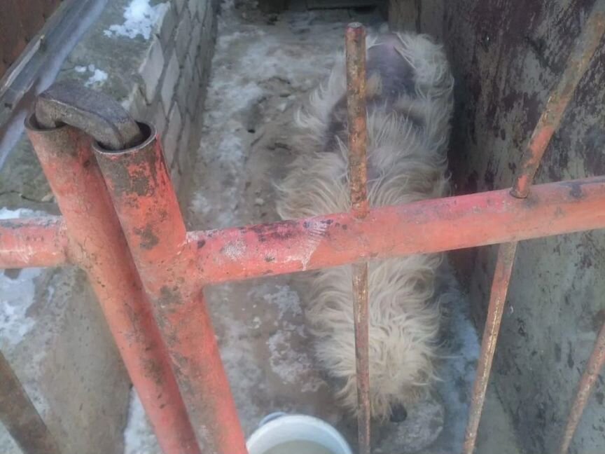 Пёсик в критическом состоянии