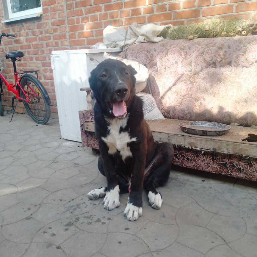 Щенок кавказской овчарки