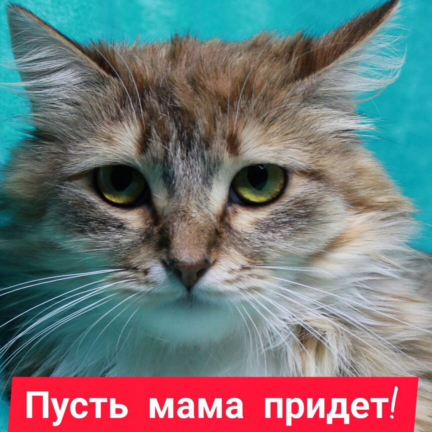 Сибирская, взрослая кошка