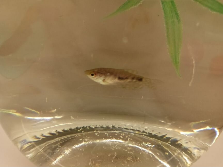 Гурами мраморный