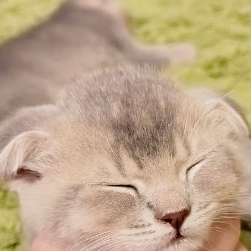 Шотландские котята