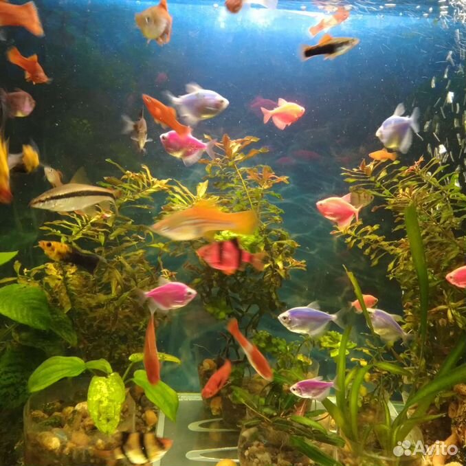 Рыбки Барбусы Наннакары Тернеции Скалярии